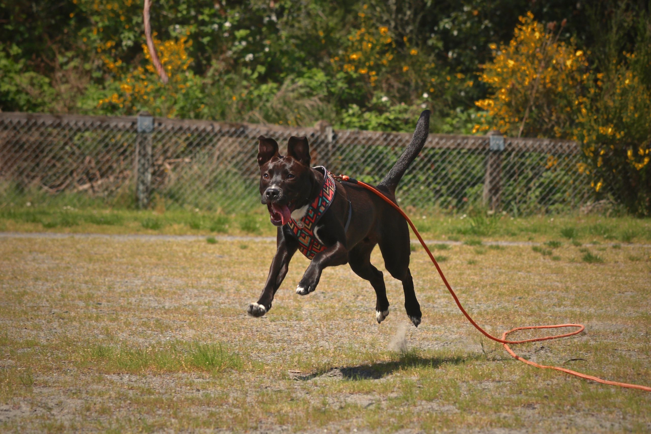 Meet Our Trainer | Get A Cue Dog Training