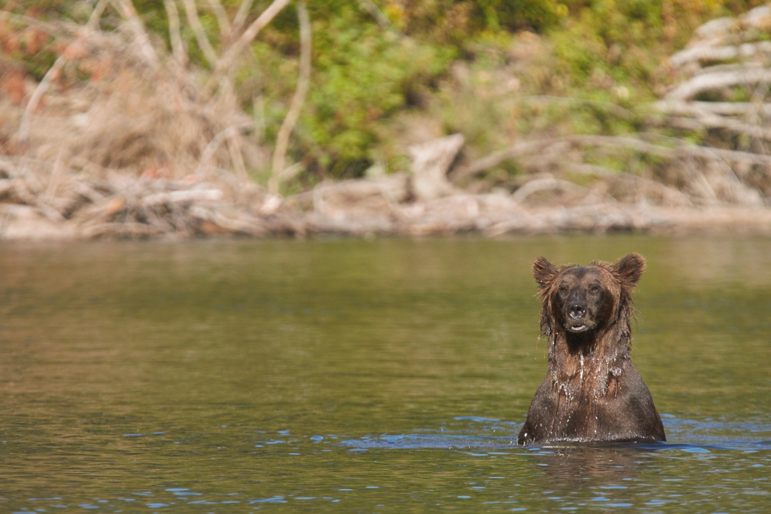 Nature Across Canada - Canadian Rockies, Canadian Wildlife Safaris