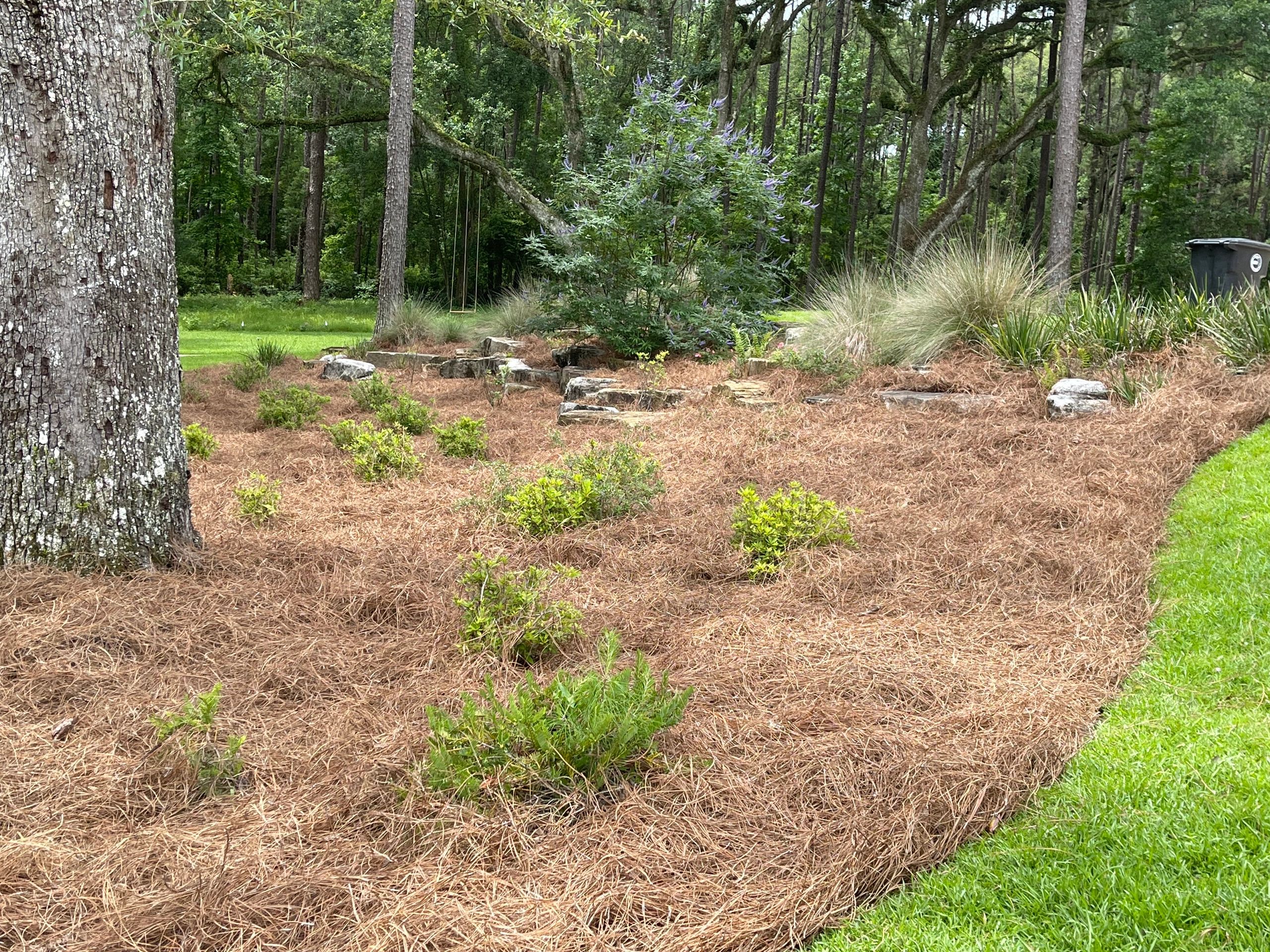 High-Quality Pine Straw Mulch for Landscaping