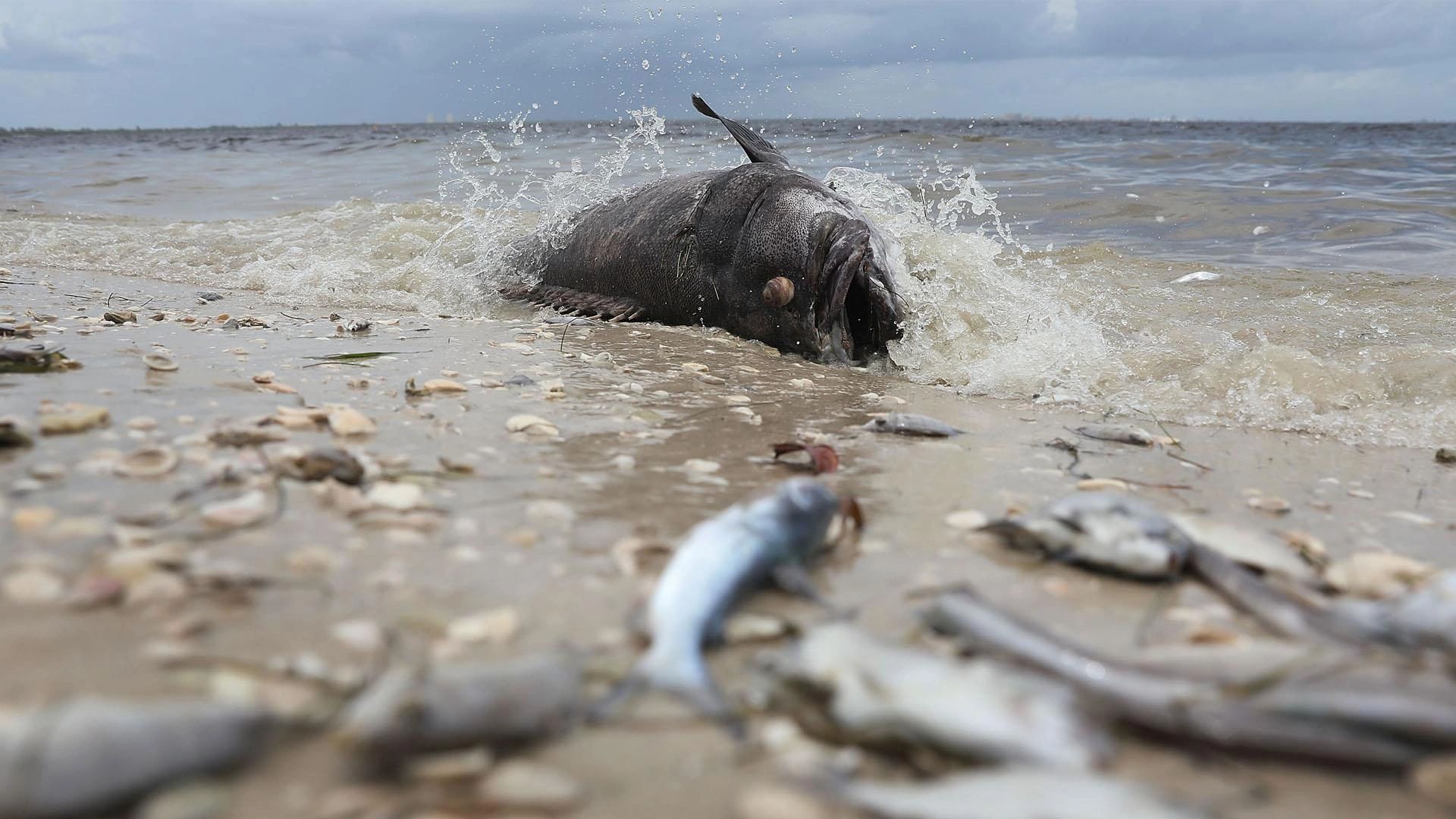 Keeping Southwest Florida's Water Clean: How to Stop Algae Blooms