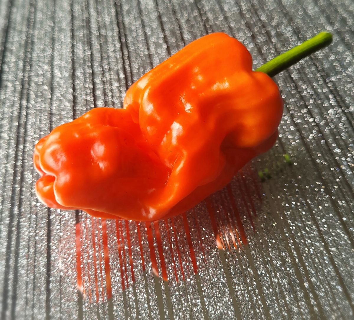 20 Red Zou-Pi/ SharPei Chilli Seeds (Rare)