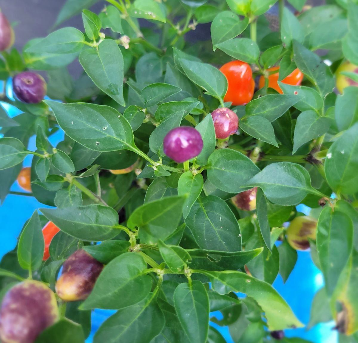 20 Roxi Chilli Seeds