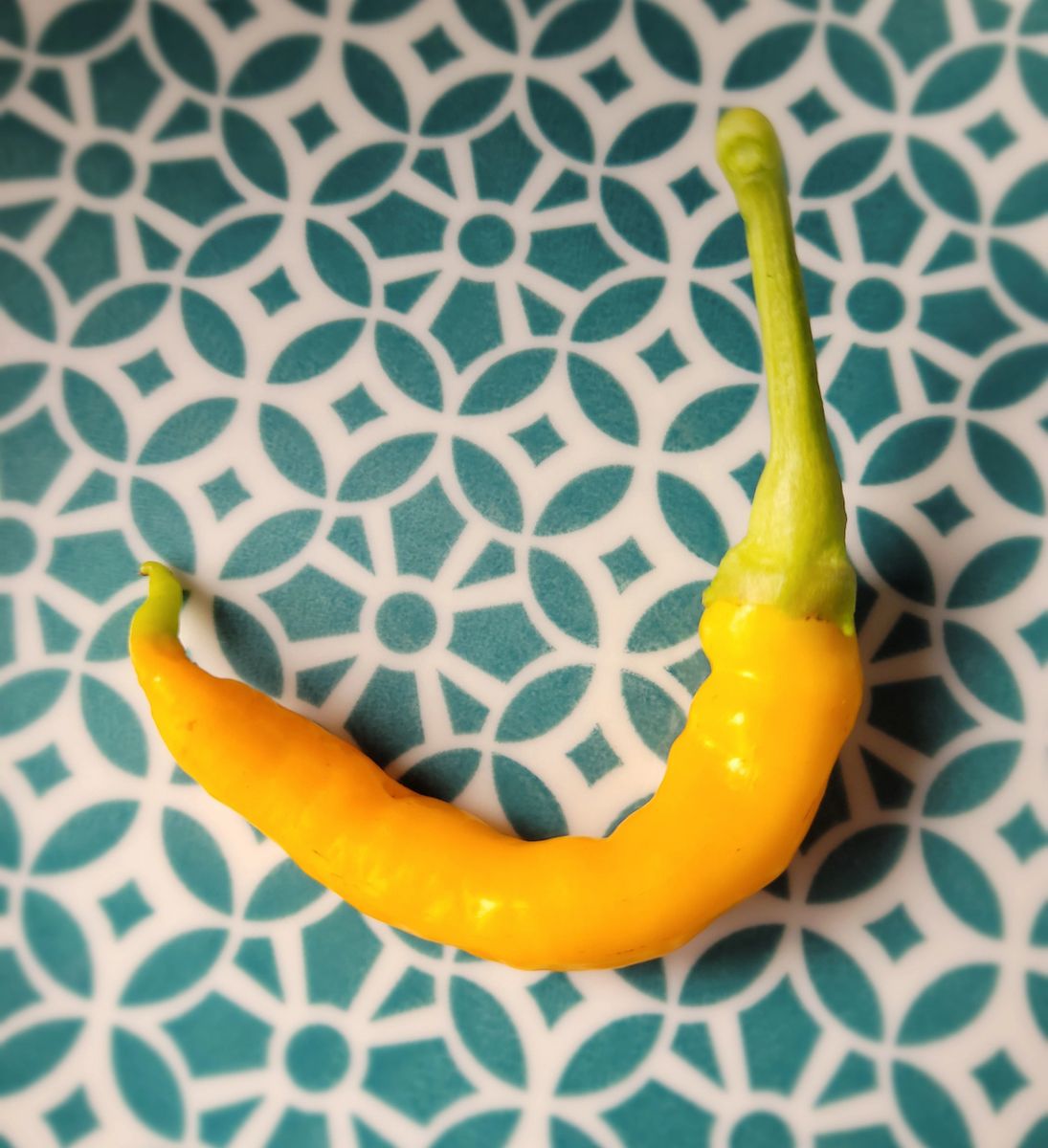 20 HJ3 Space Chilli - Solar Flare Chilli Seeds