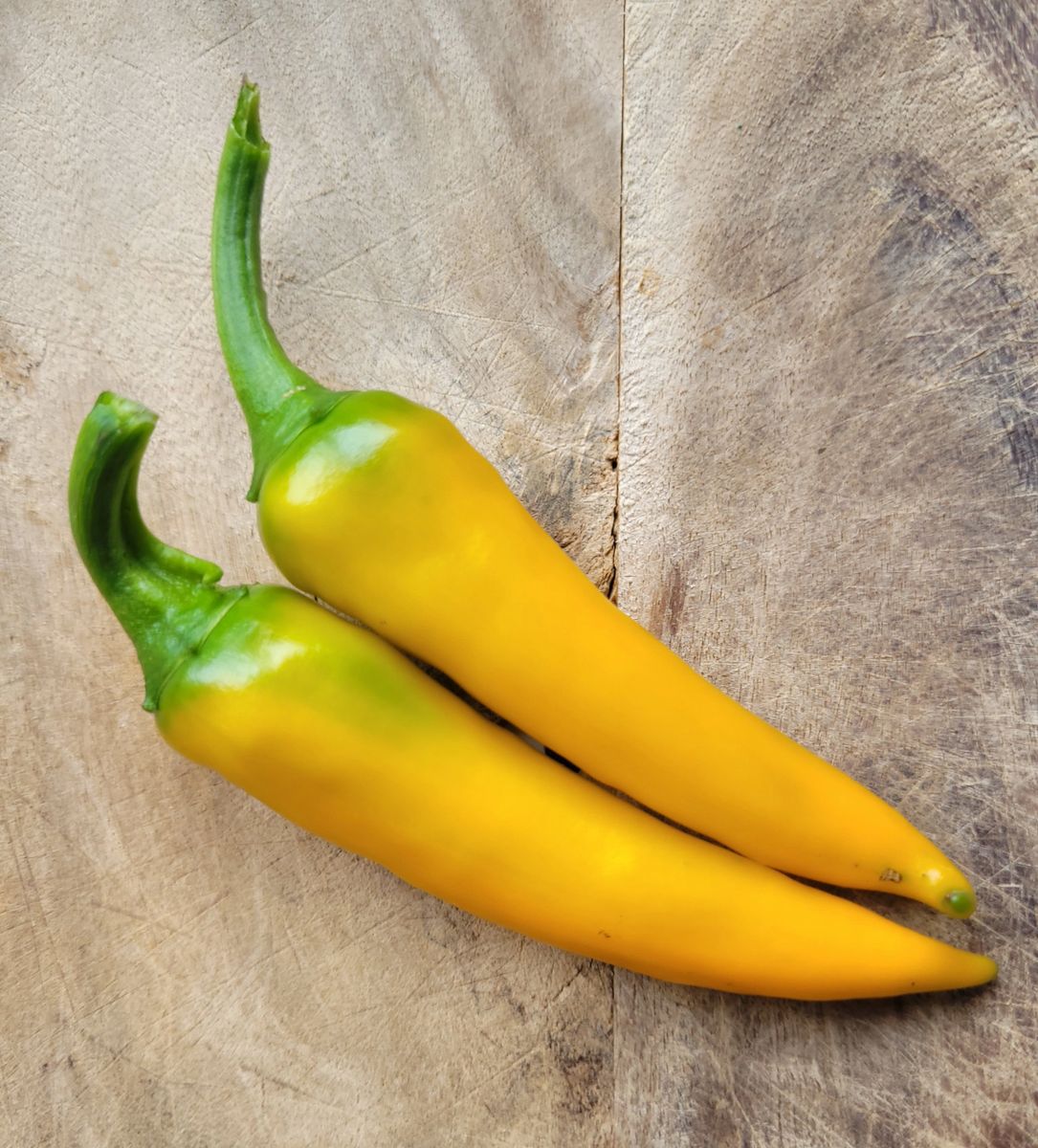 20 Aji Picante Chilli Seeds