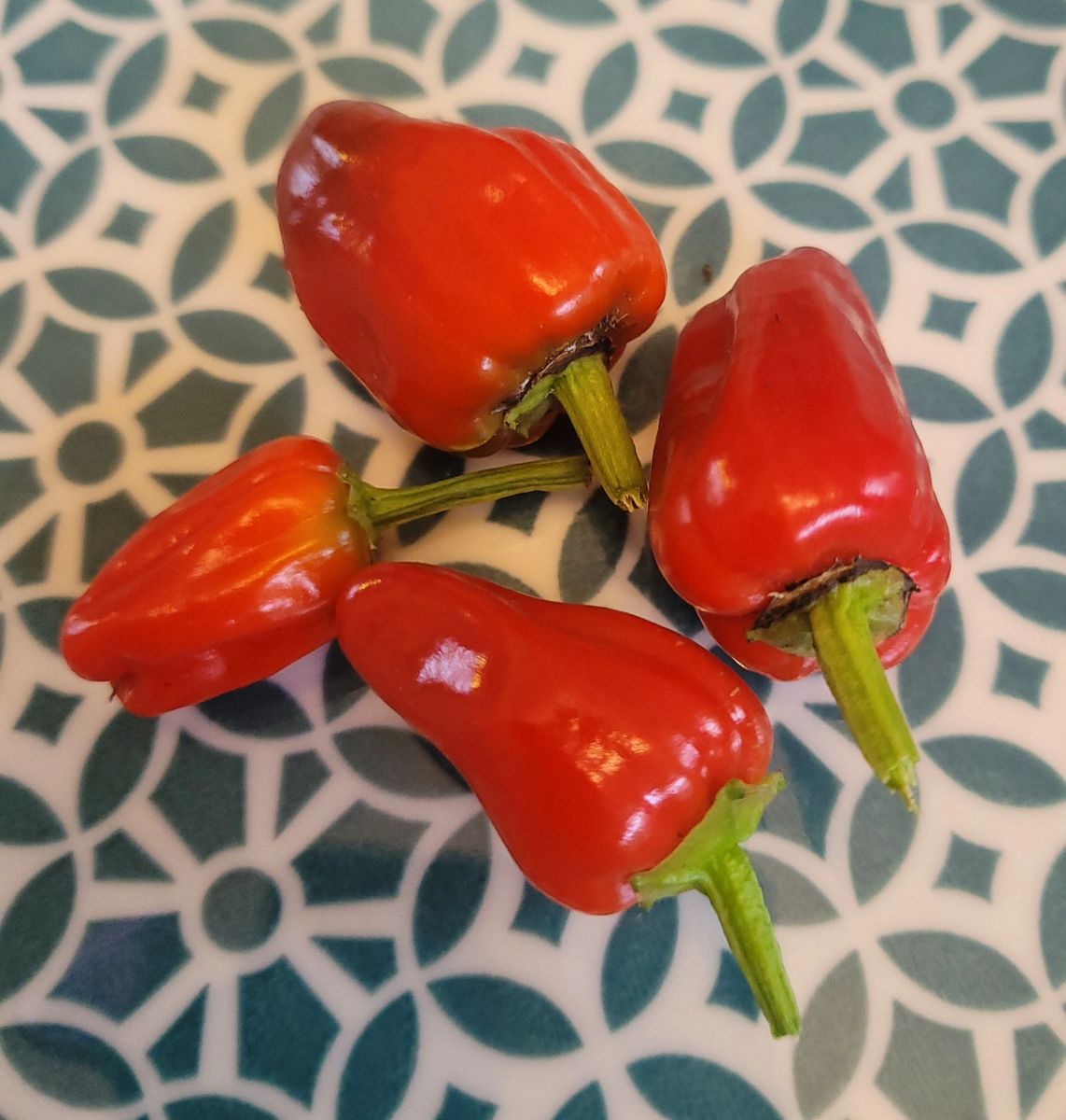 20 Turkish Flower Biber Chilli Seeds