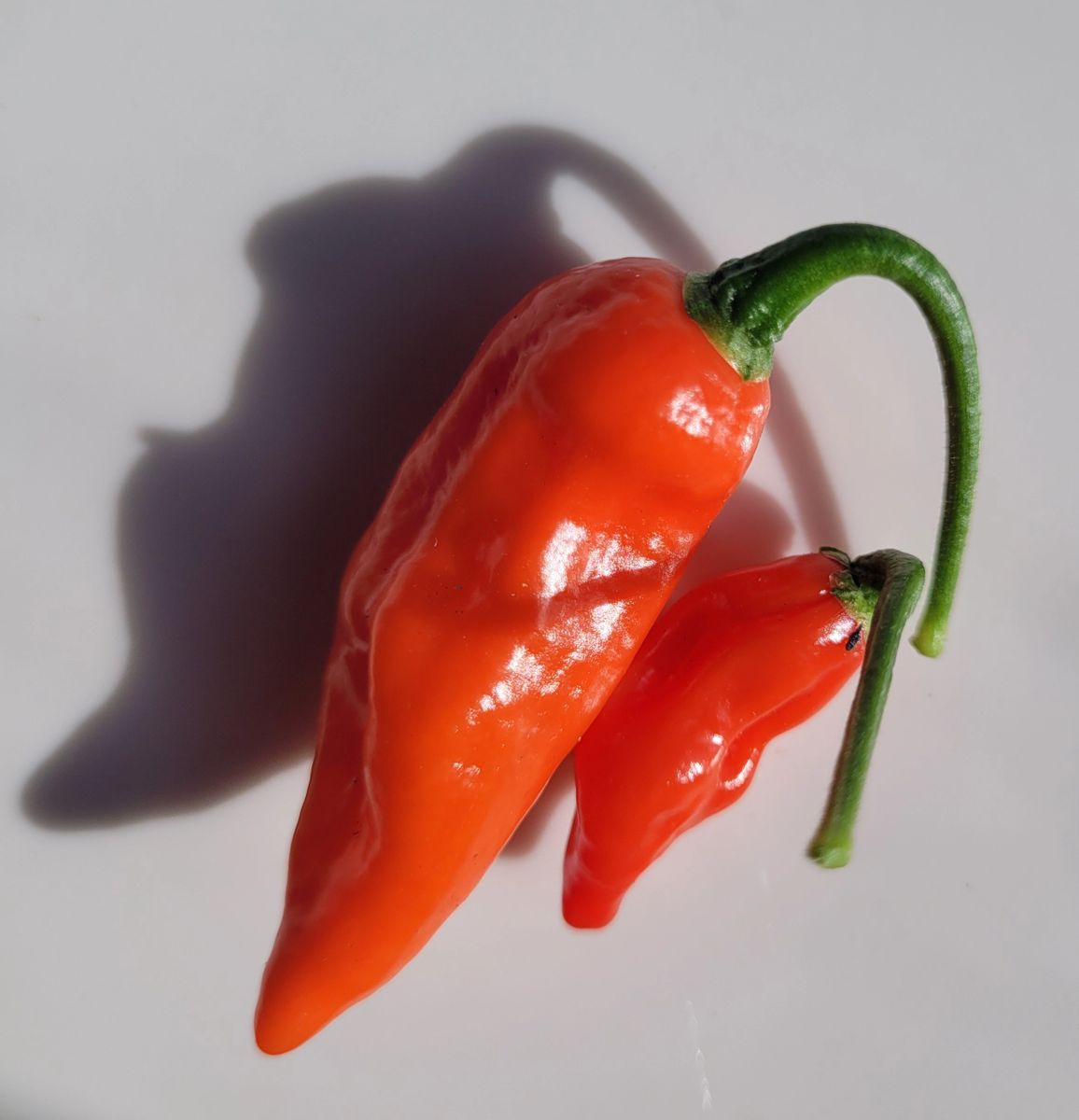 20 Devils Rib Chilli Seeds