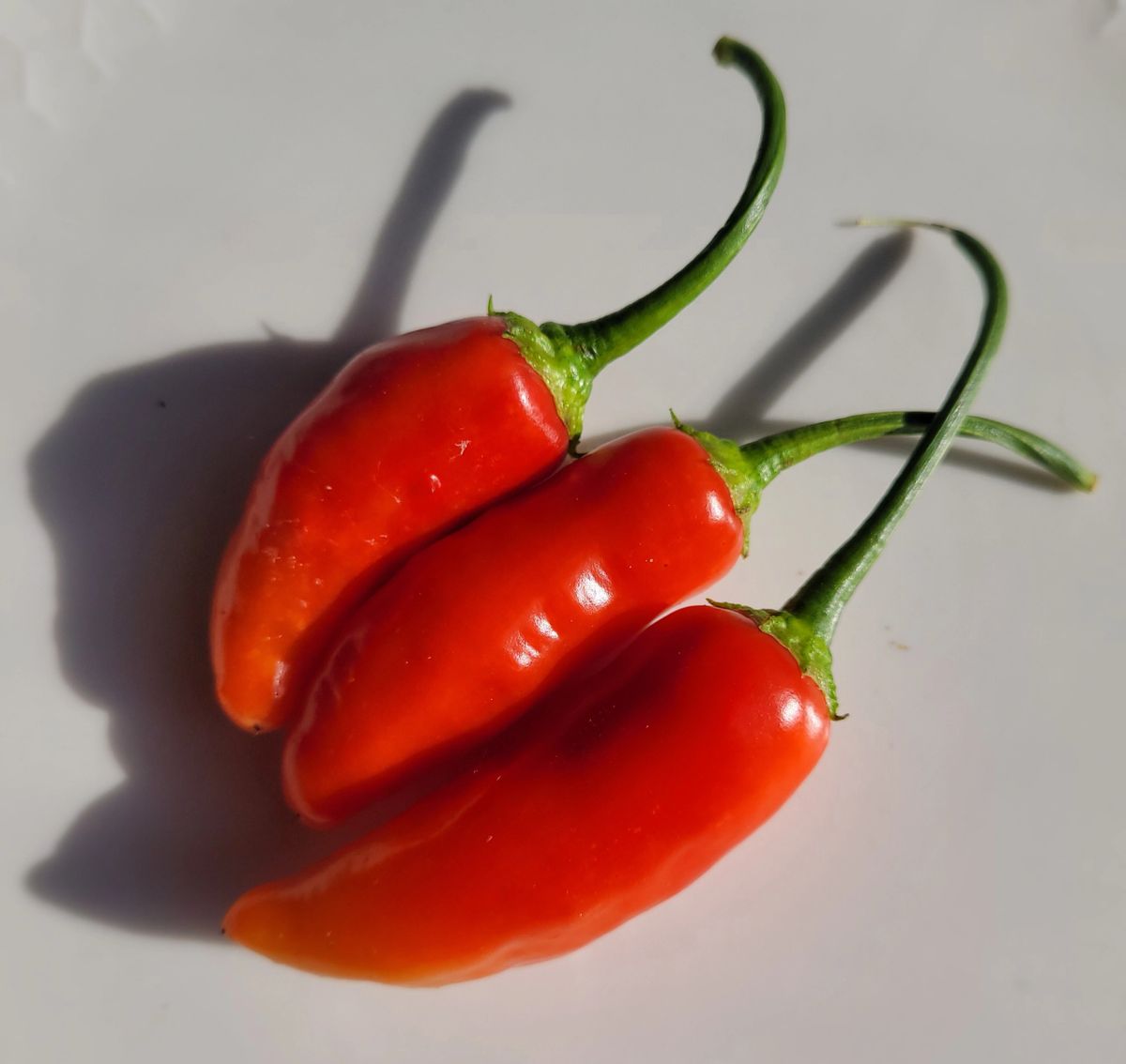 20 Aji Red Chilli Seeds - Hot