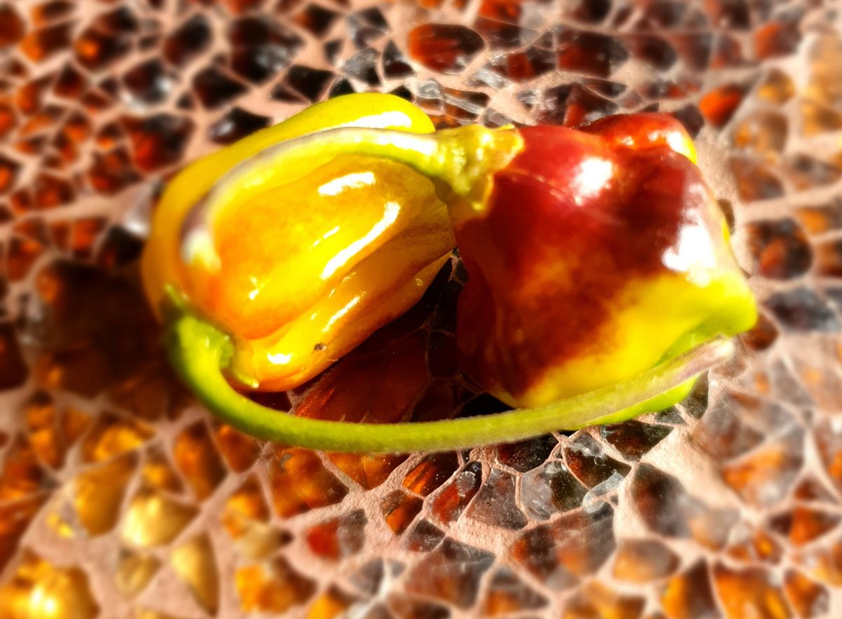 20 Bolivian Bumpy Chilli Seeds