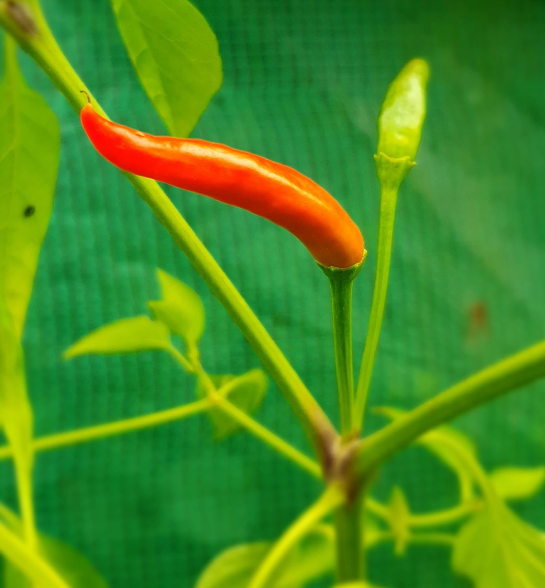 20 Facing Heaven Chilli Seeds