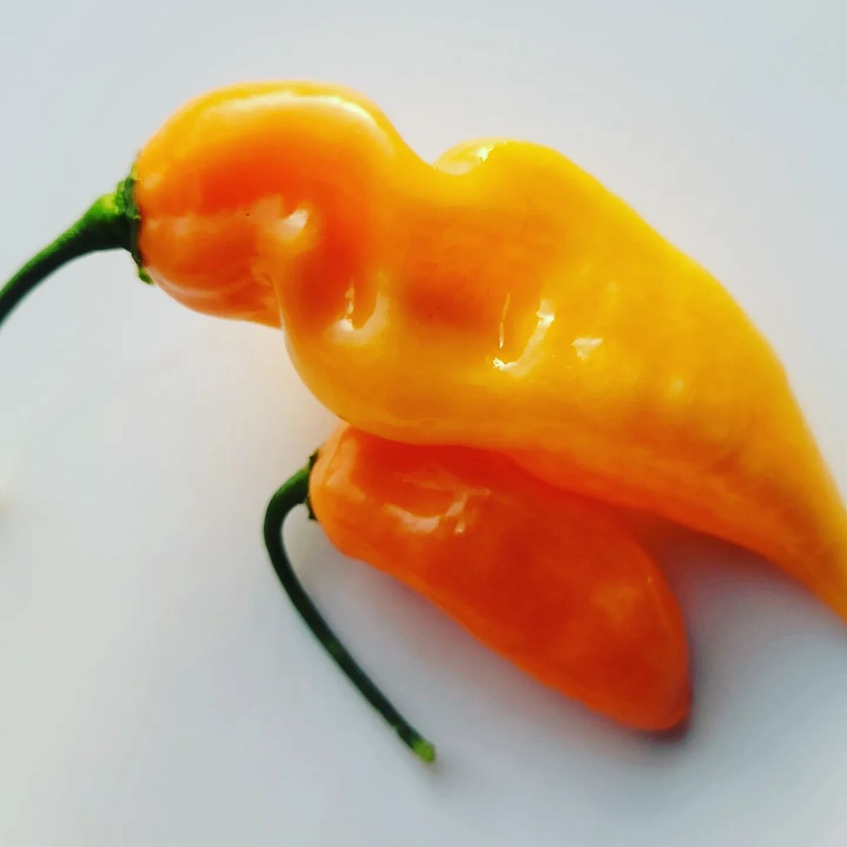 20 Habananda Chilli Seeds