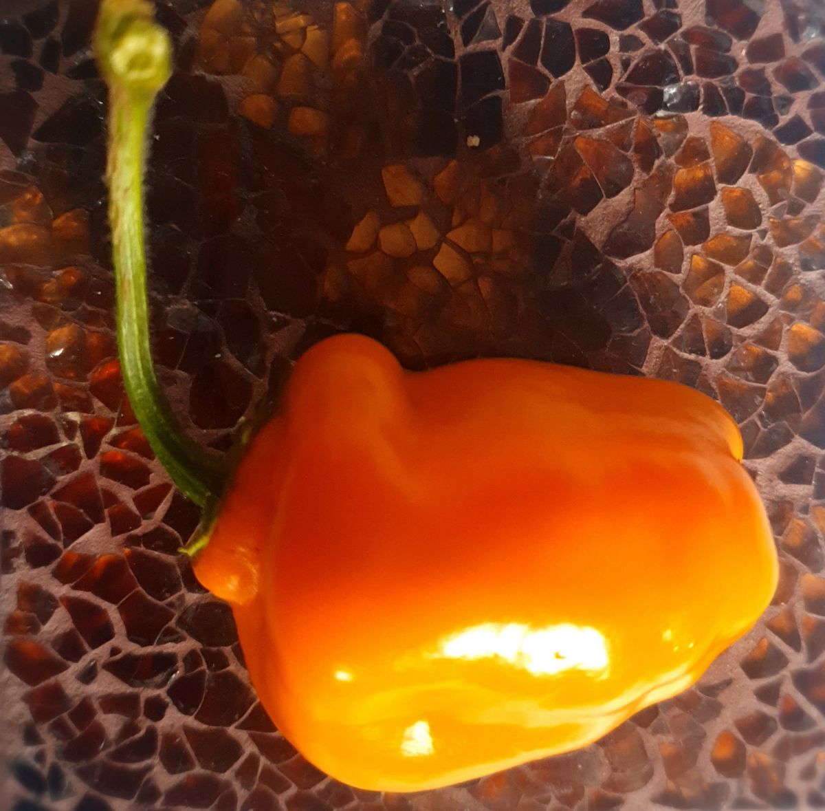 20 Rocoto Rio Hualaga Chilli Seeds