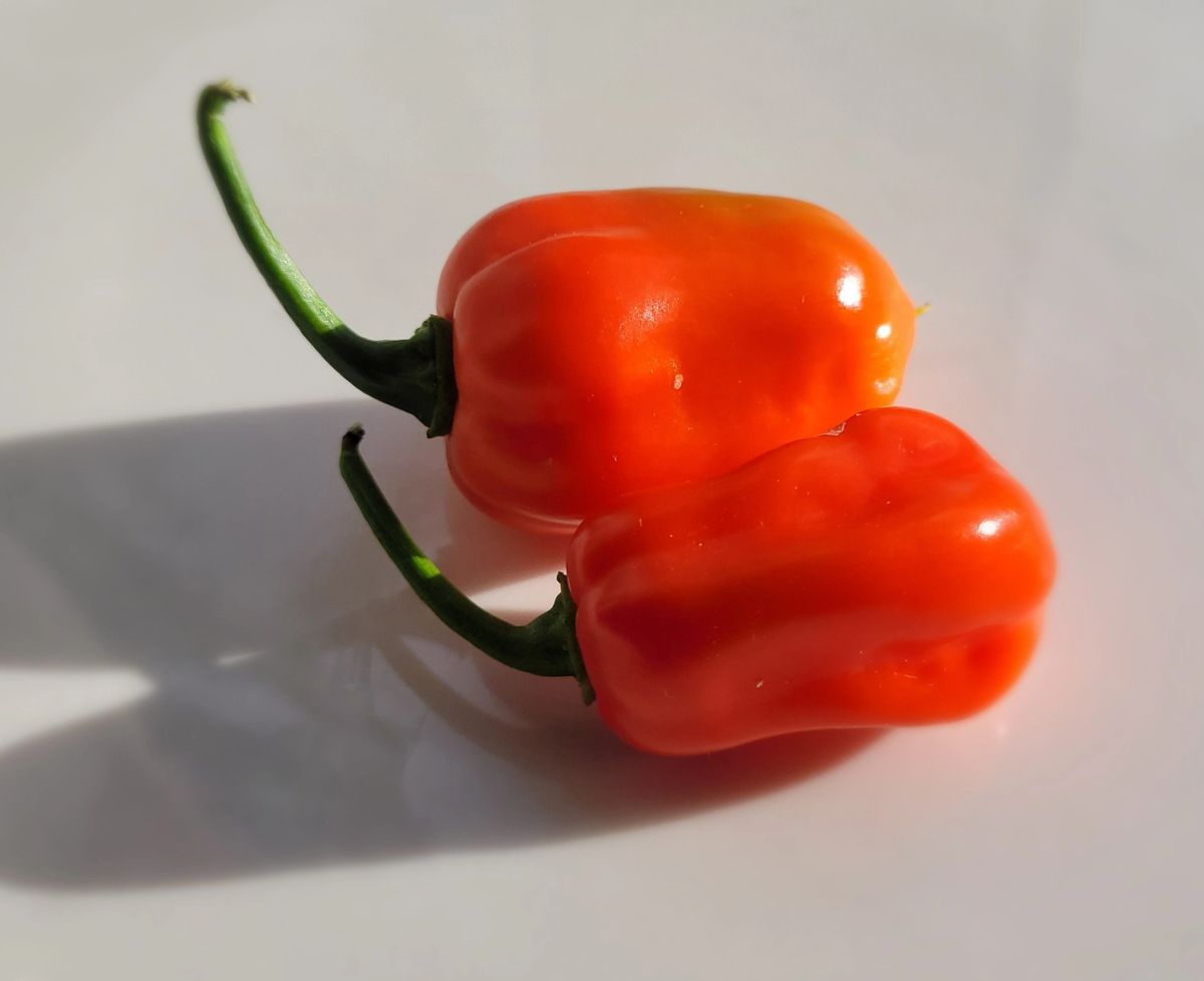 20 Zavory Chilli Seeds