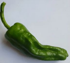 20 Padron Chilli Seeds