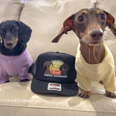 The Starbox Dachshunds - Moonpie Starbox