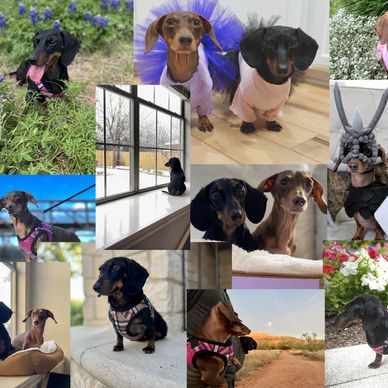 The Starbox Dachshunds - Moonpie Starbox