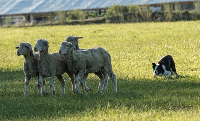 McGraw Stockdogs - Stockdog Training Border Collie