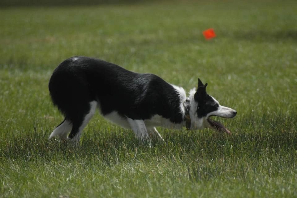 McGraw Stockdogs - Stockdog Training Border Collie