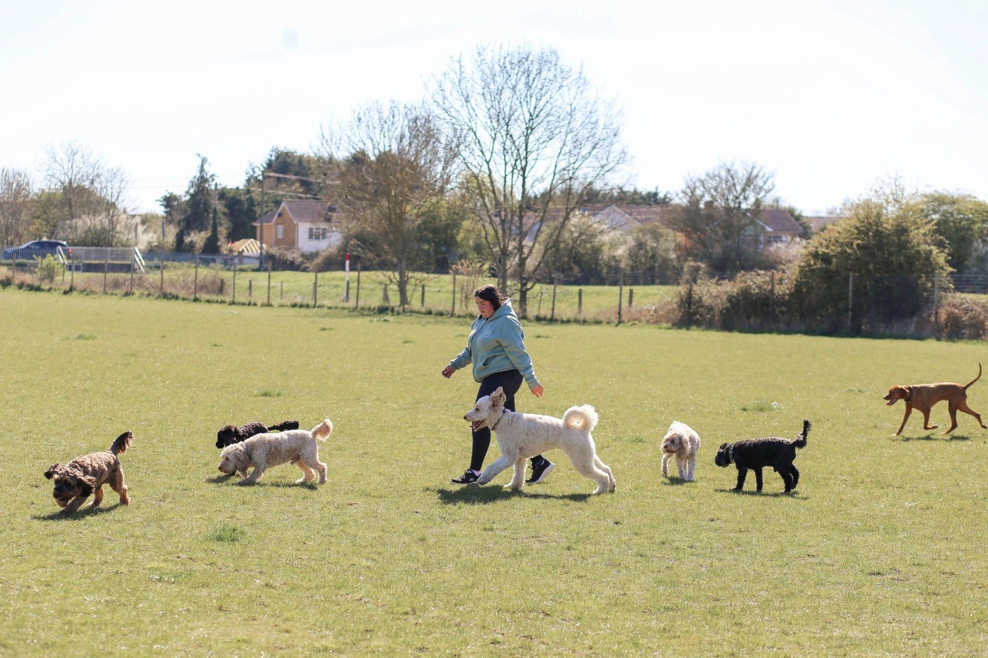 Dog walkers Near Me | Truscott's Tails and Trails