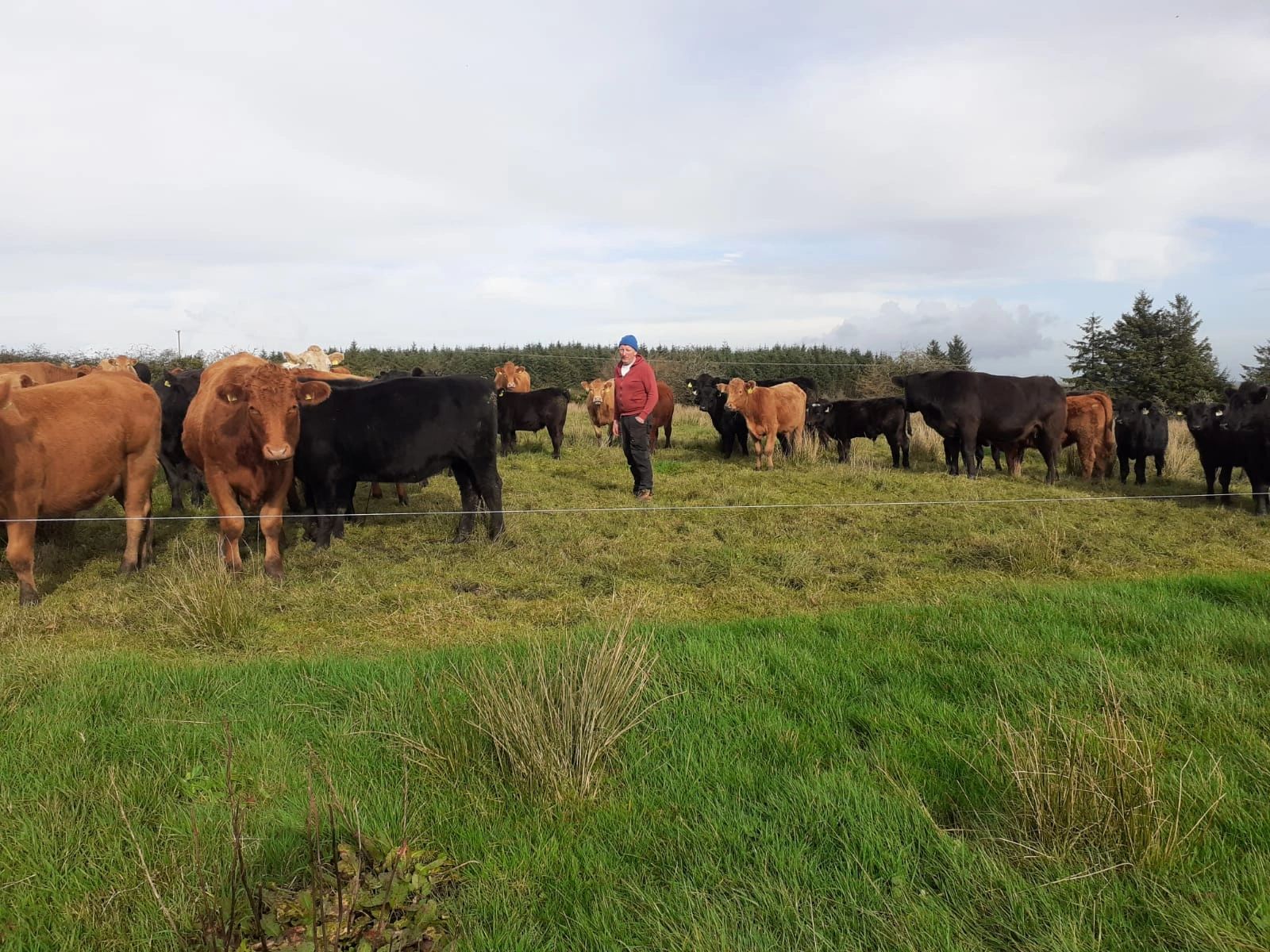 Organic Irish Beef - Organic Beef, Organic
