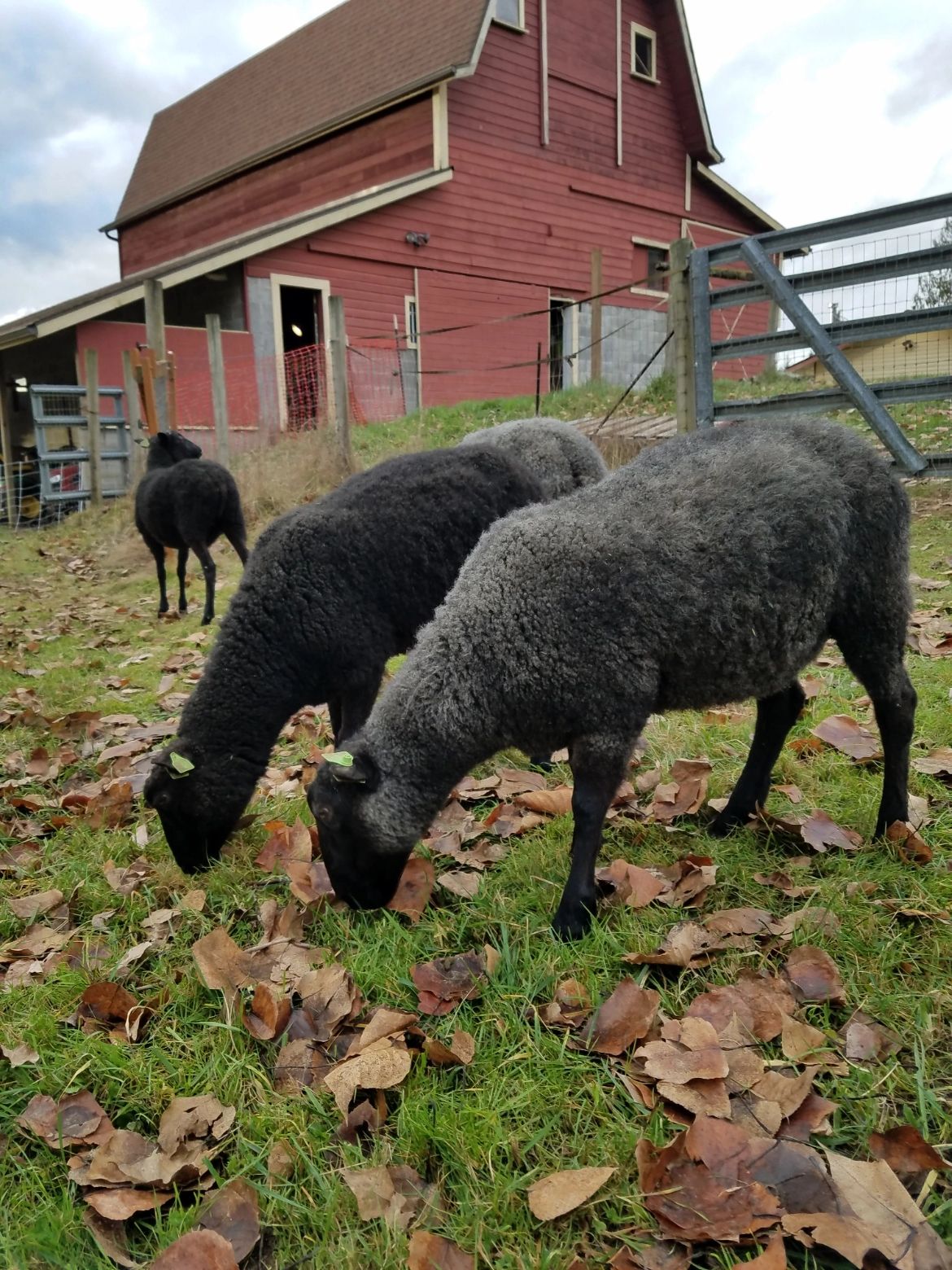 Rabbit Hill Wool Mill
