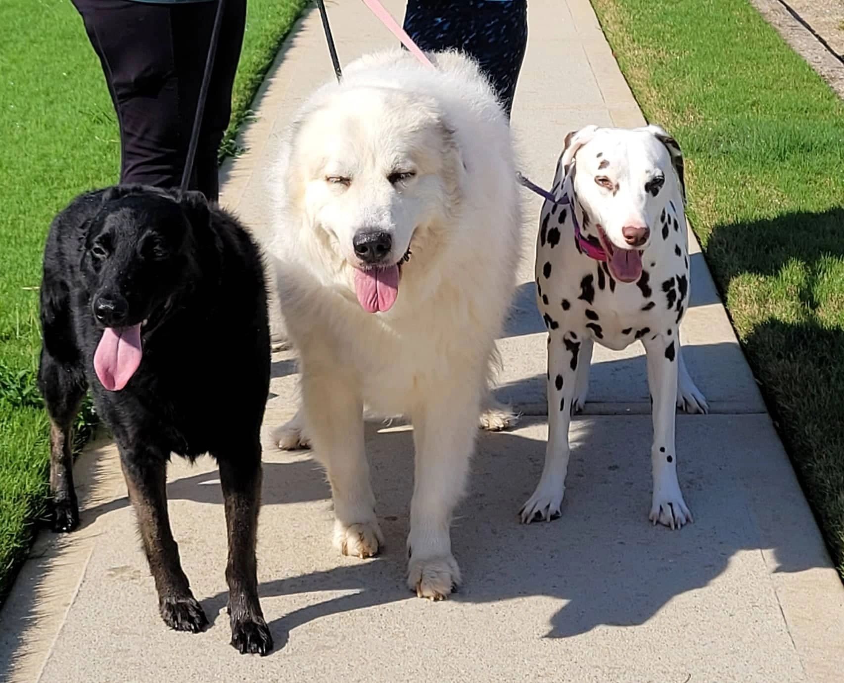 Professional Dog Walking Services - The Ruff Life