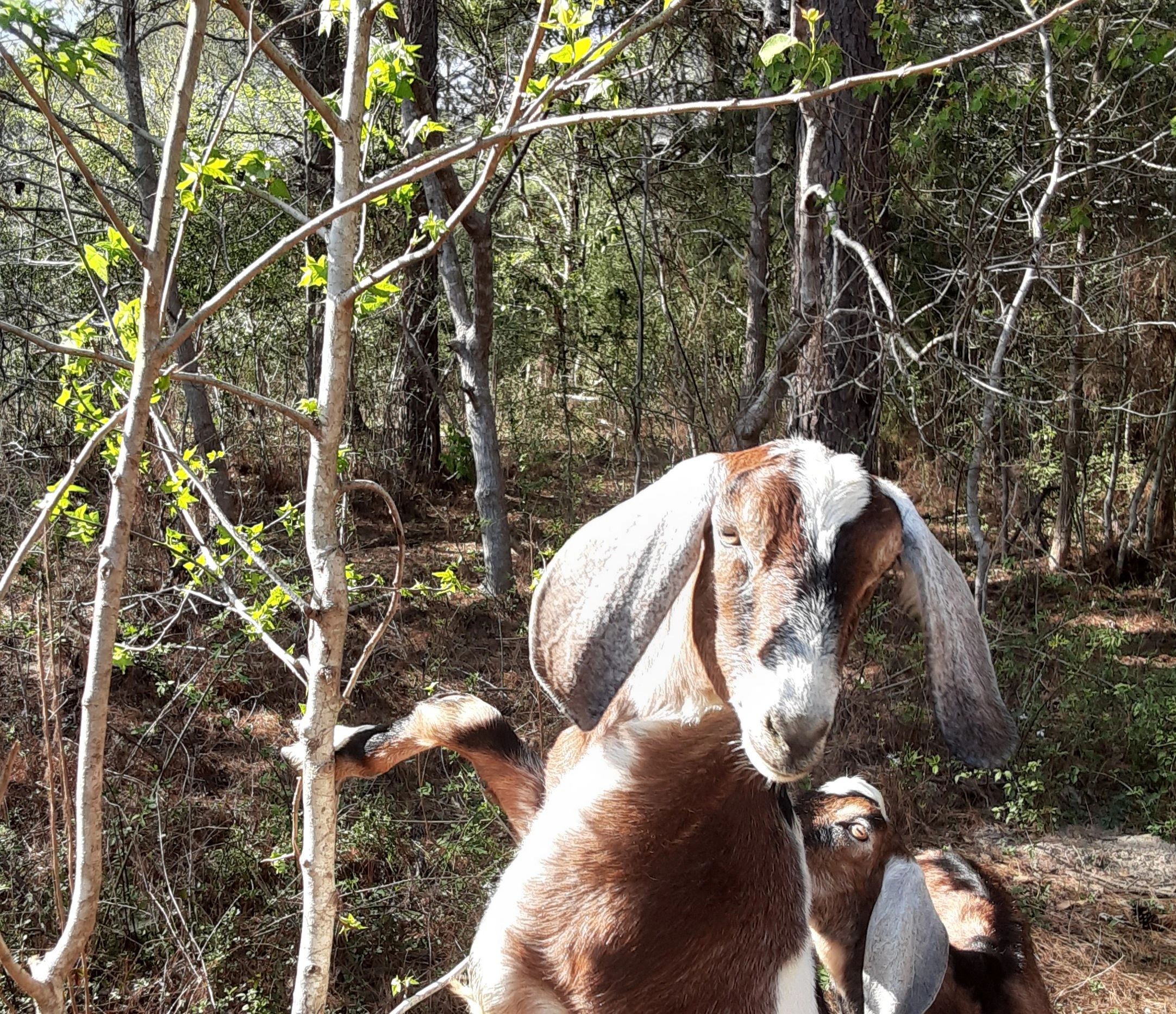 Sun Browsers Nubian Milk Goats - Big Goats, Dairy Goats, Adga Pedigree ...