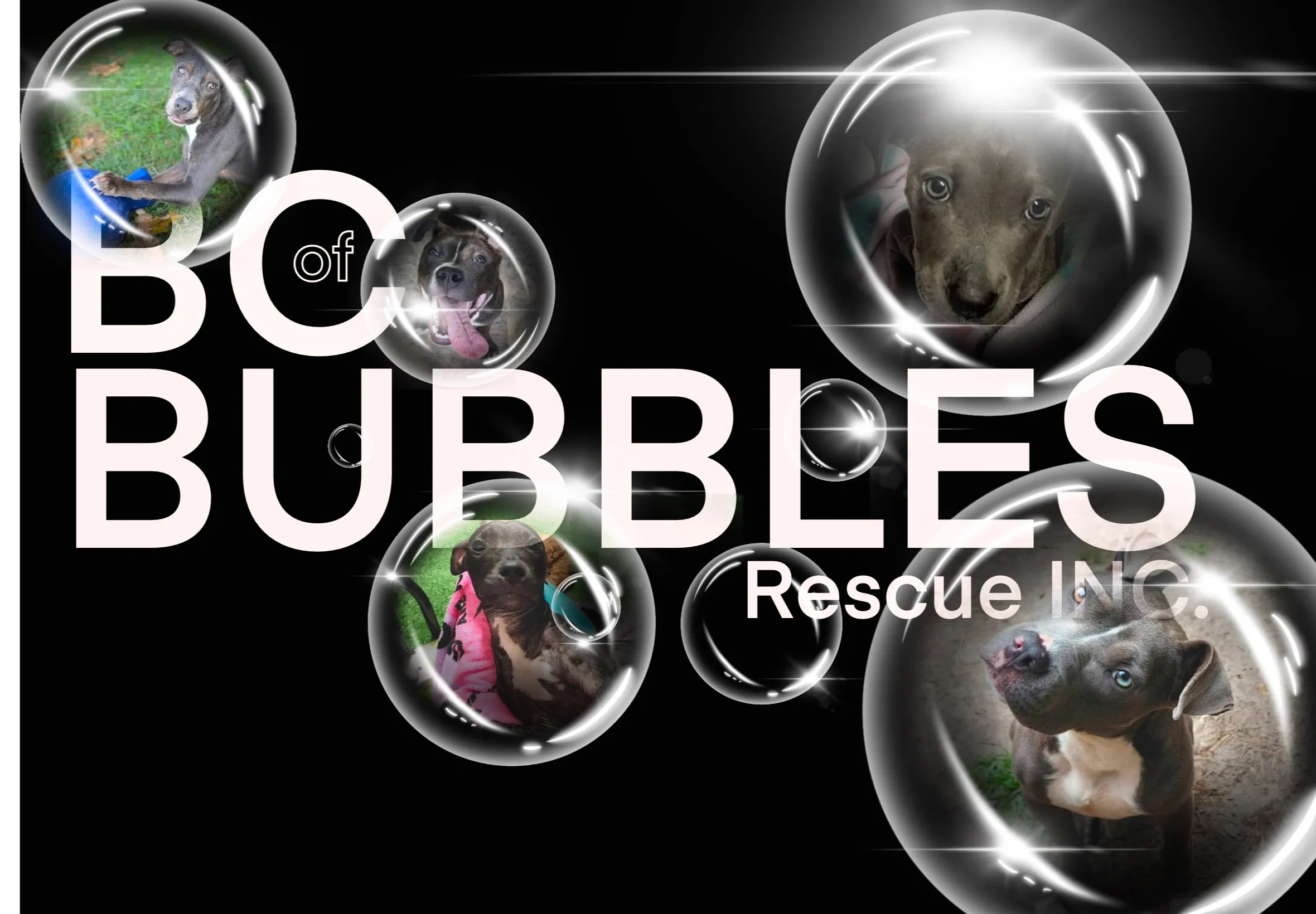 Because of Bubbles Rescue INC