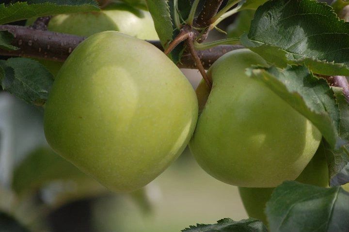 Apple Barrel Orchards