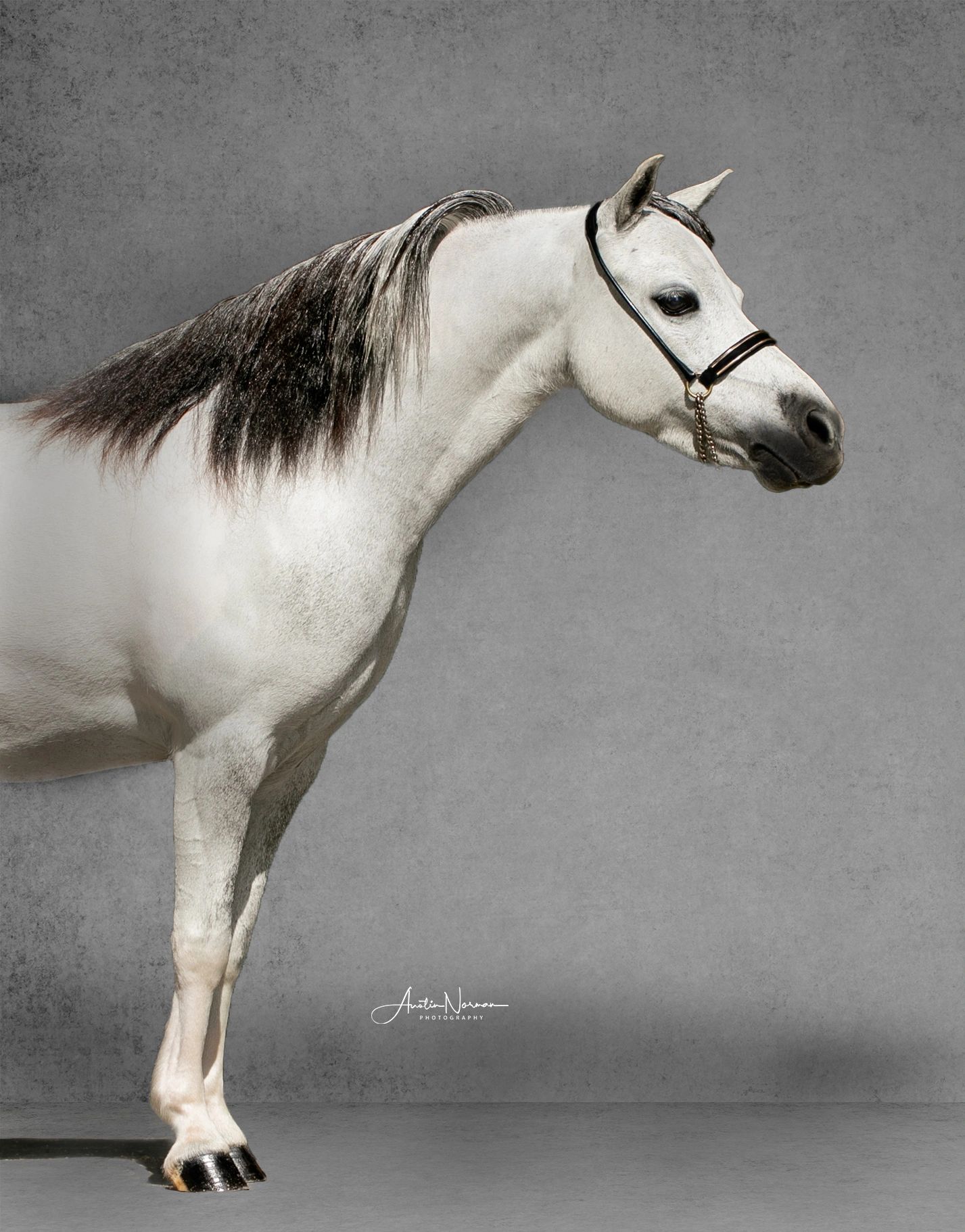 Austin Norman Photography