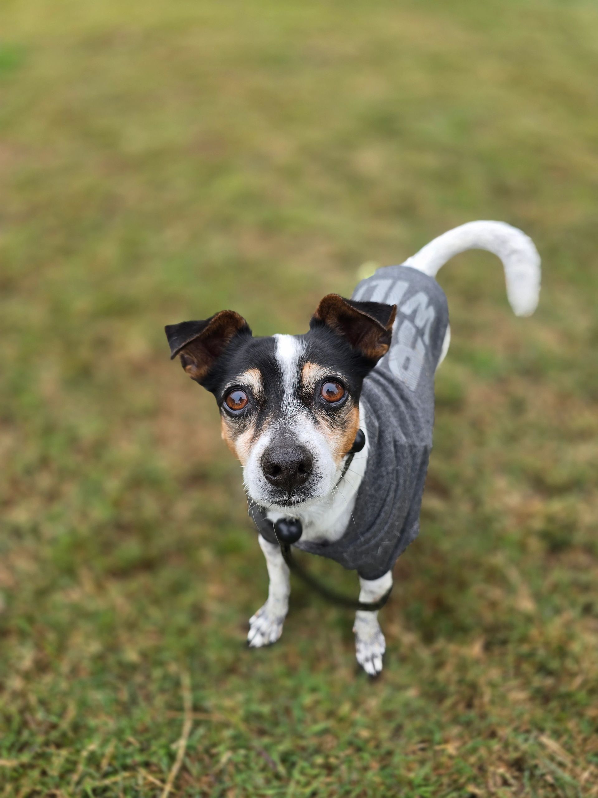 Dog Training Services | Stacked Pack Dogs