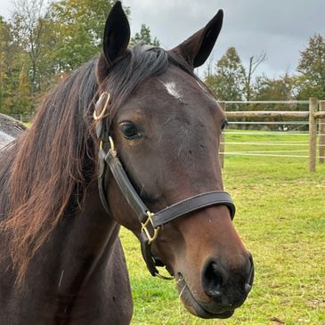 Standardbred Horse Breeder | Powerplay Racing Farm LLC