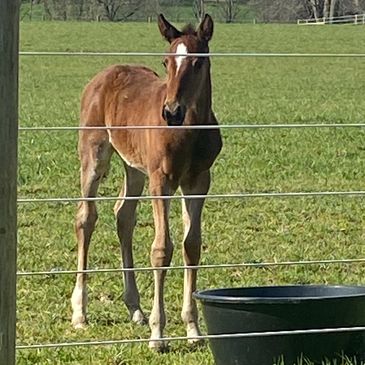 Standardbred Horse Breeder | Powerplay Racing Farm LLC