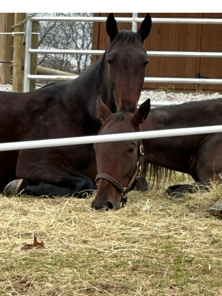 Standardbred Horse Breeder | Powerplay Racing Farm LLC