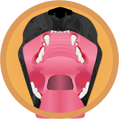 Feline Stomatitis | H.VDOS