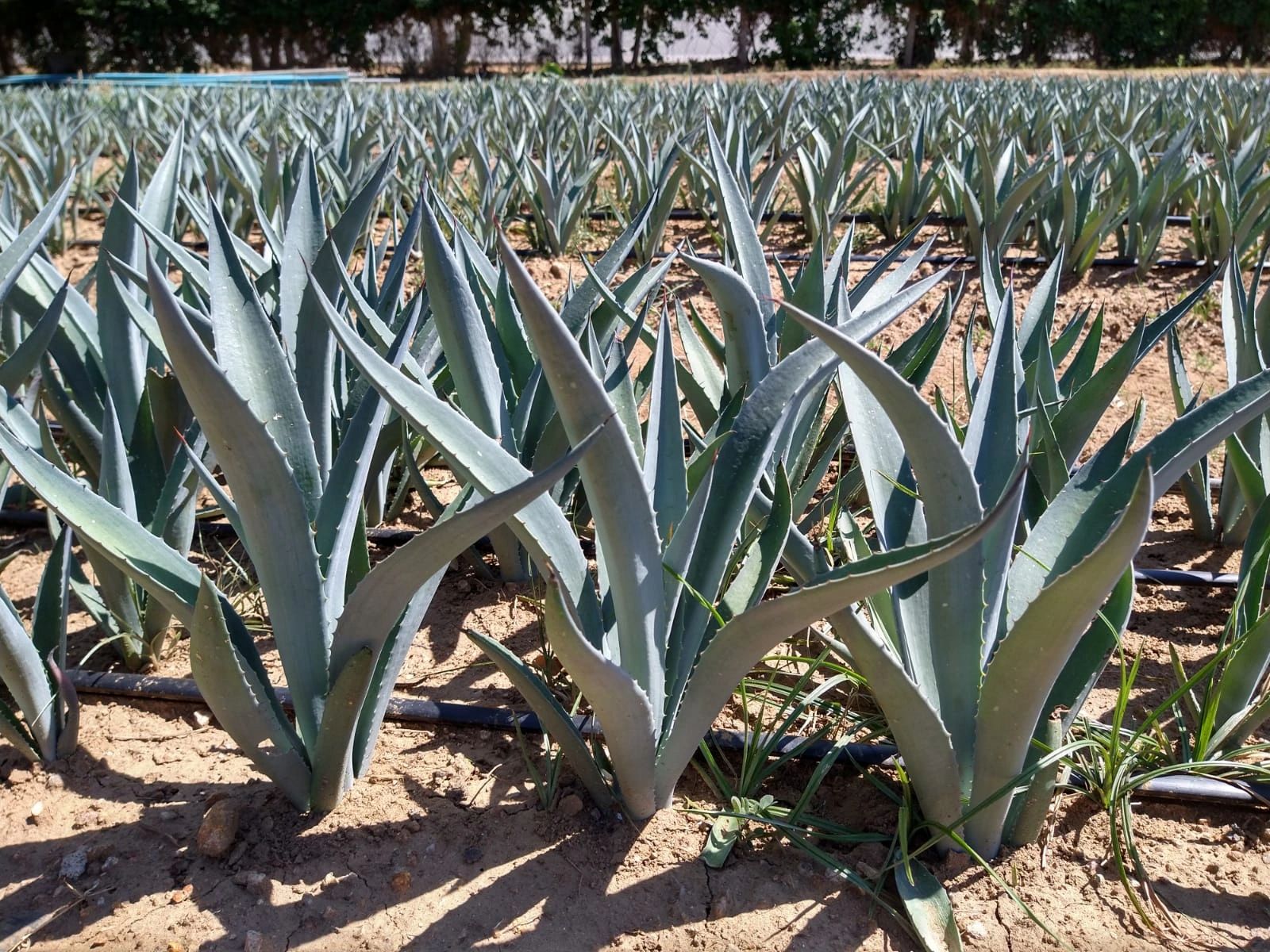 Capital de Maguey
