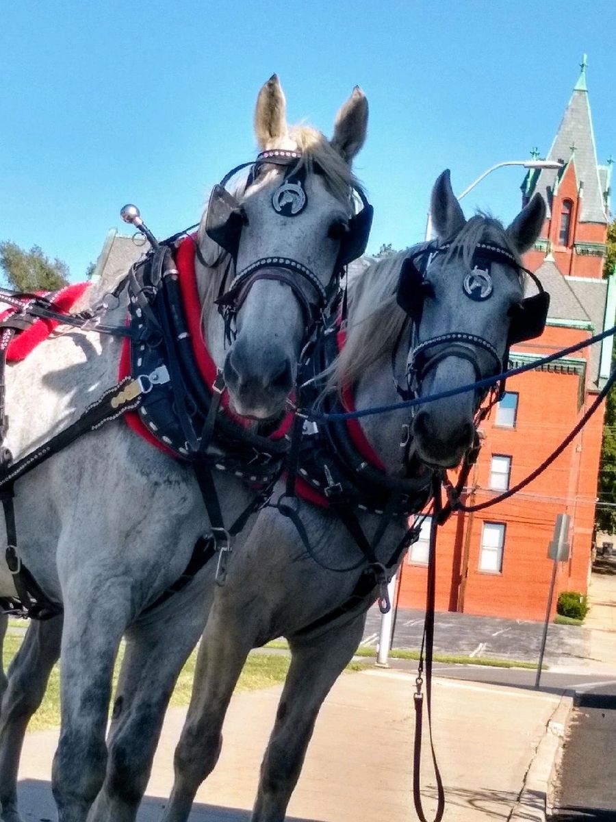 SOLD Doc & Dan ️‍ Grey Percheron Pulling Horses! Beginner Driver Safe