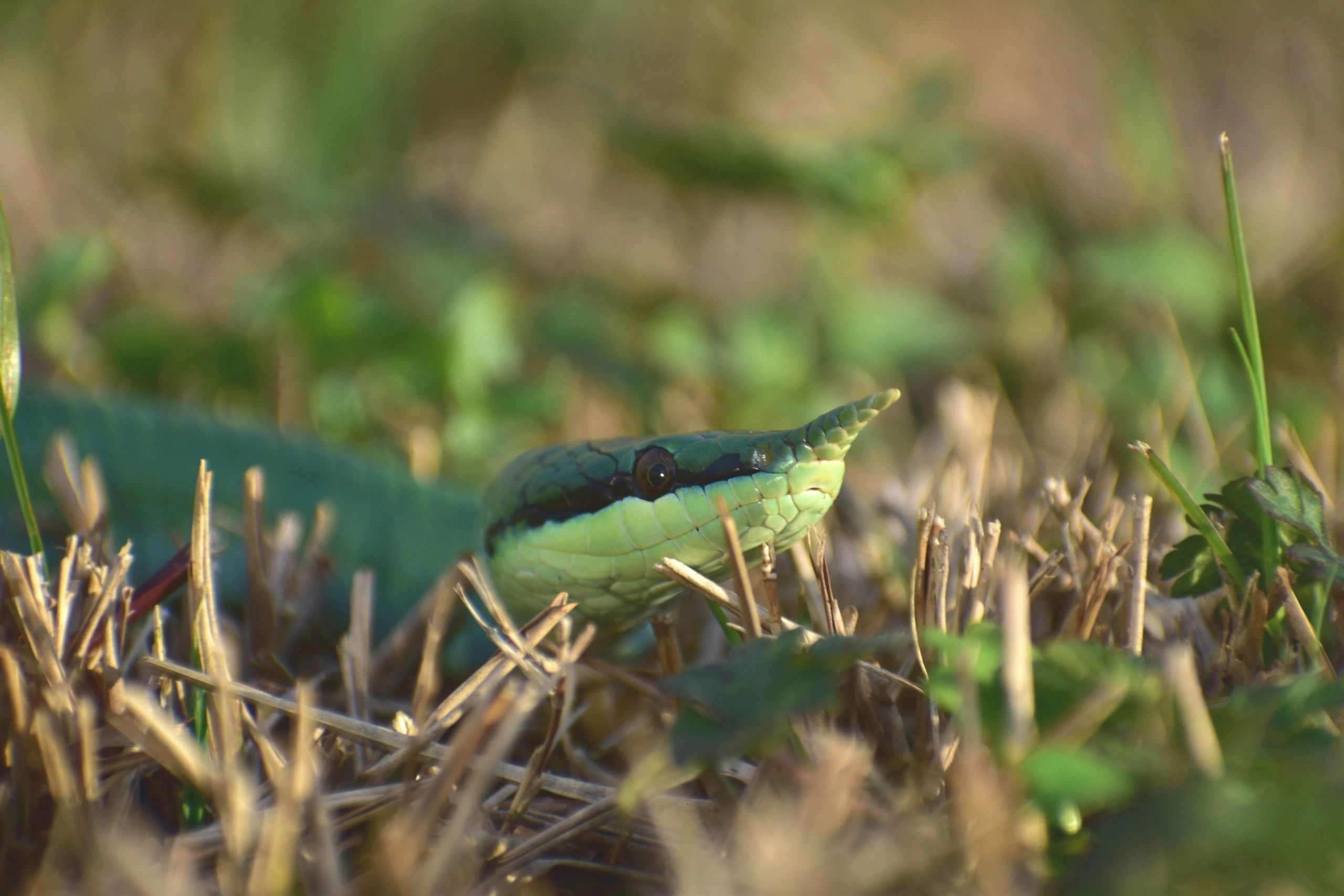 Predatory Pets - Reptiles, Pet Store