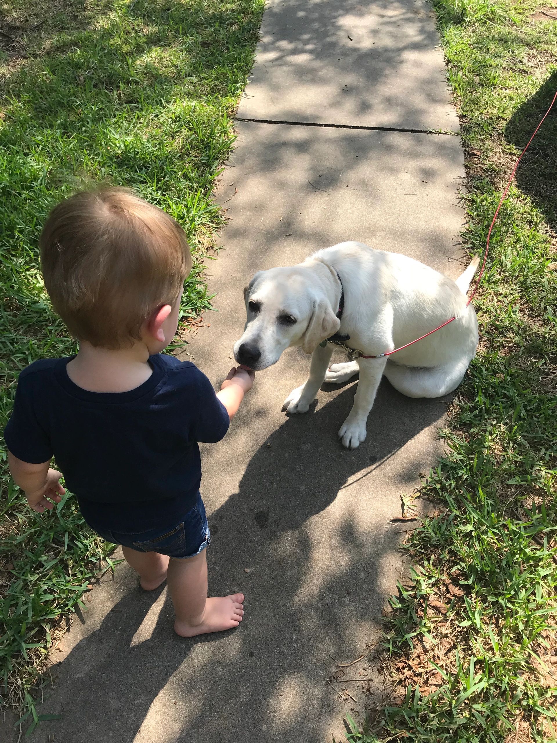 Super-K9 Training and Boarding
