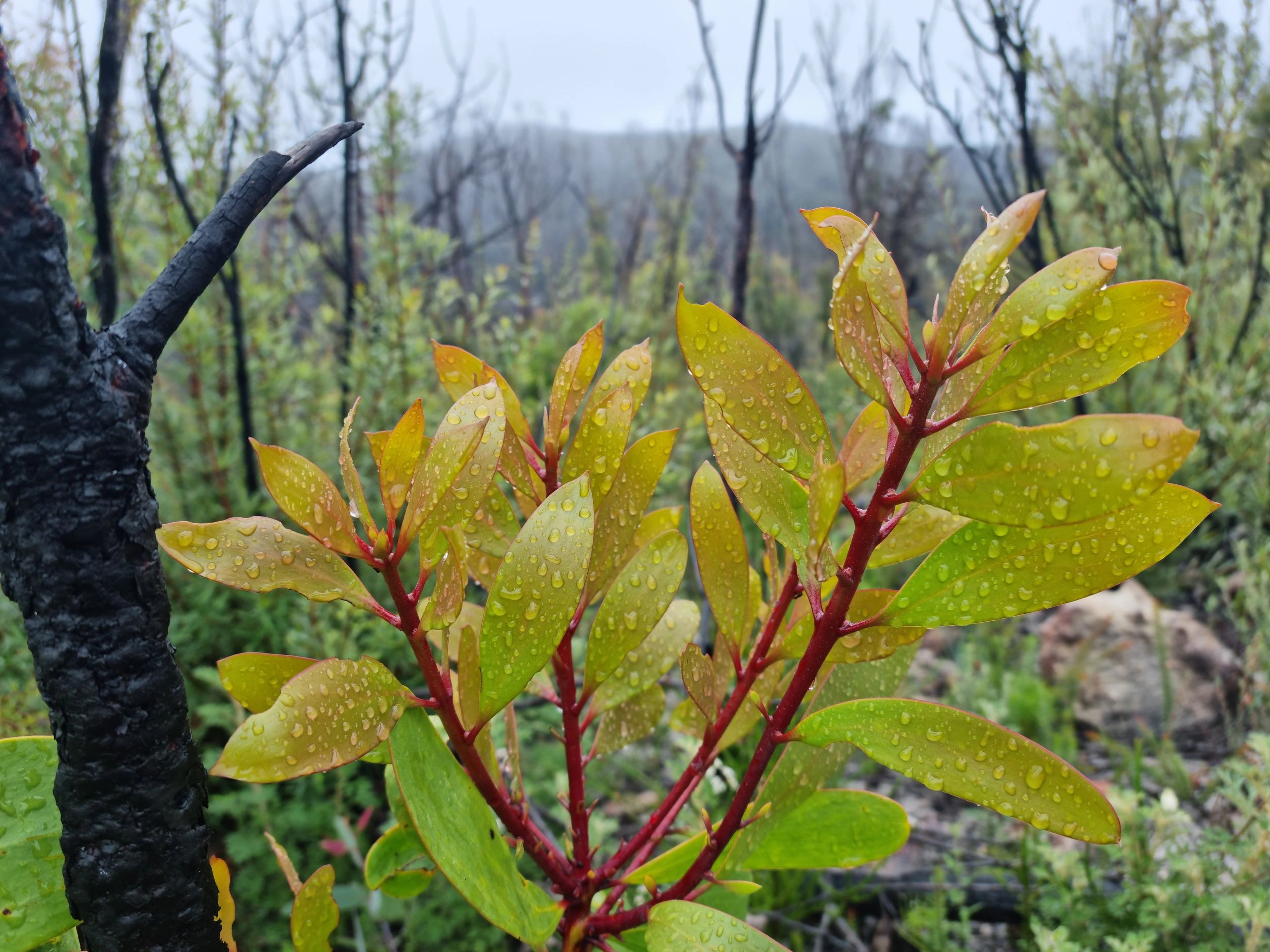 Ecosystem Restoration, Australia - The Good Bush People