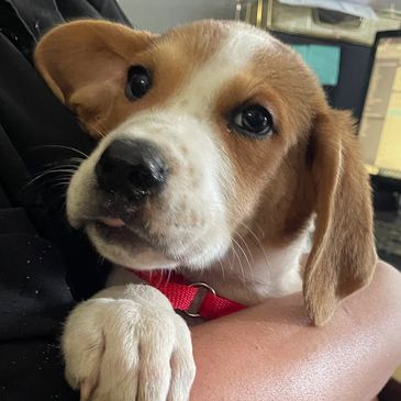 Columbus County Animal Protective Services