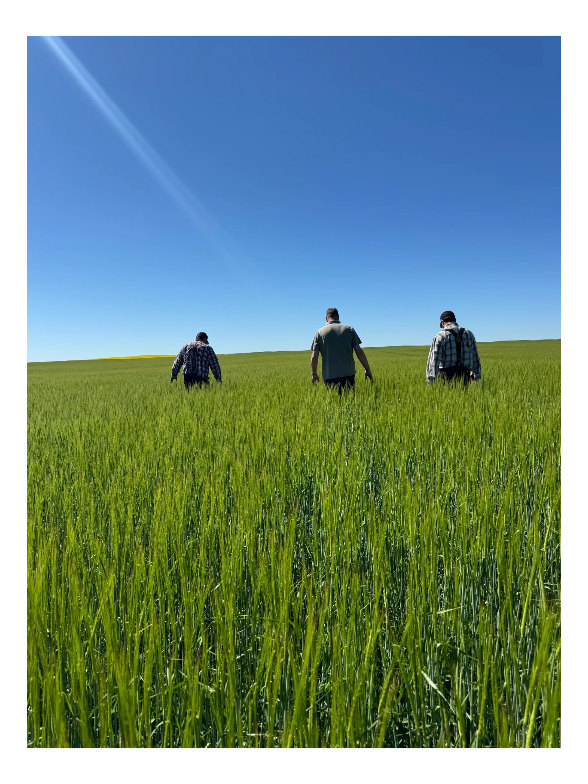 Harvesting High-quality Silage: Key Steps for Producers