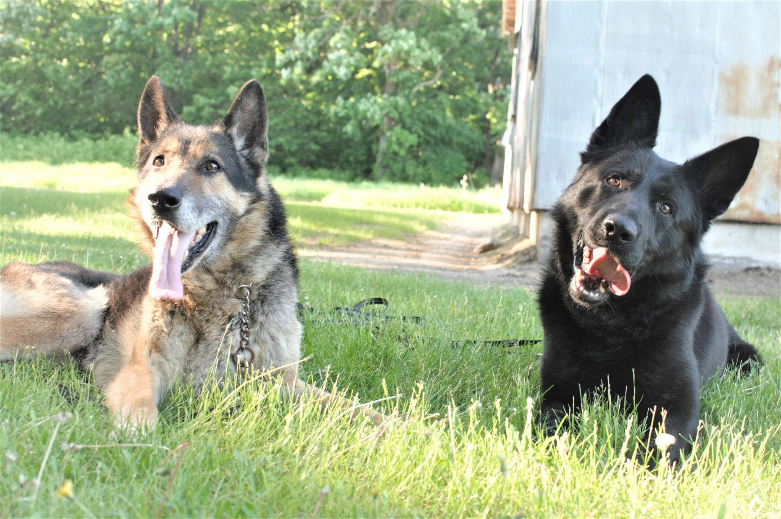 Central Minnesota K9 Foundation - Non Profit Organizations Near Me