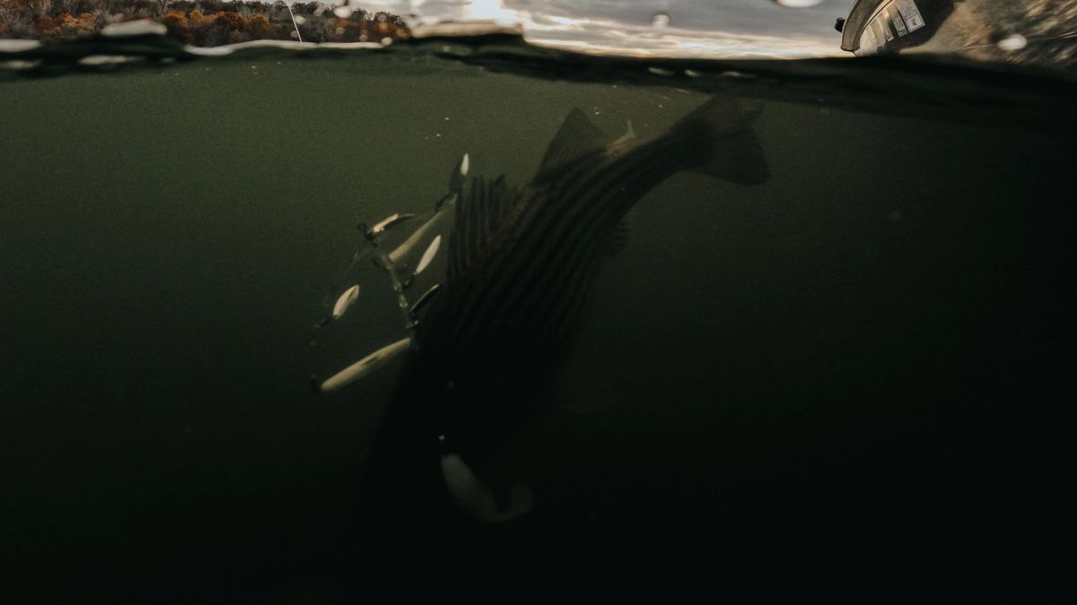 Clear Umbrella Rig (CUR)