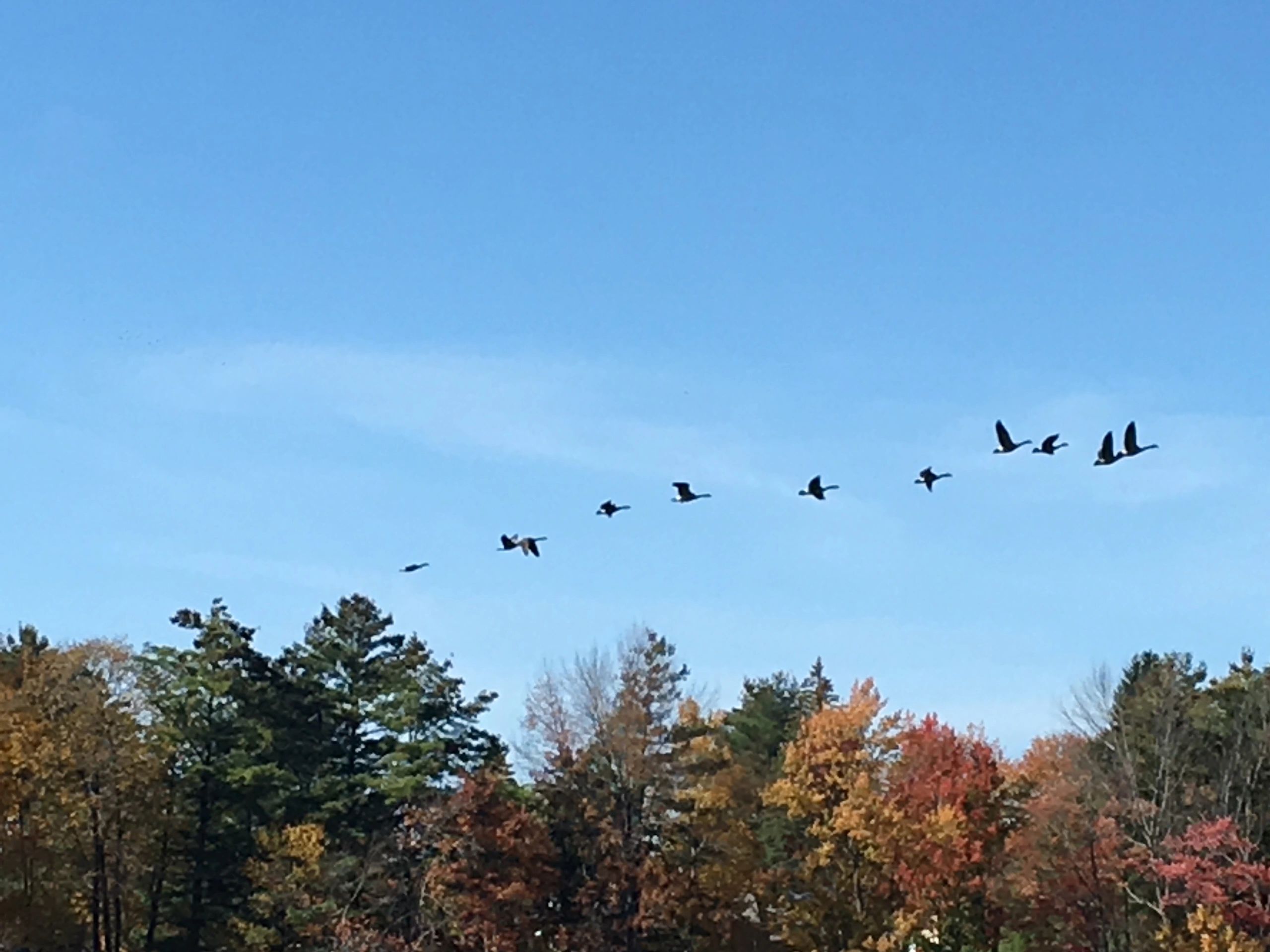 Castleton Residential Real Estate - Bird Real Estate