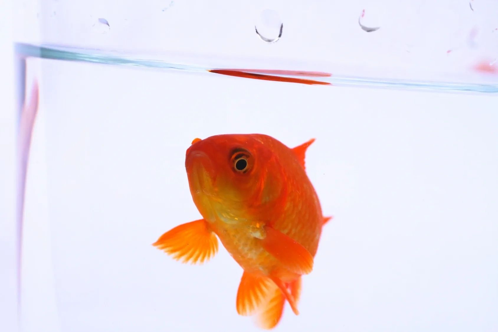 Basic Acclimation Process