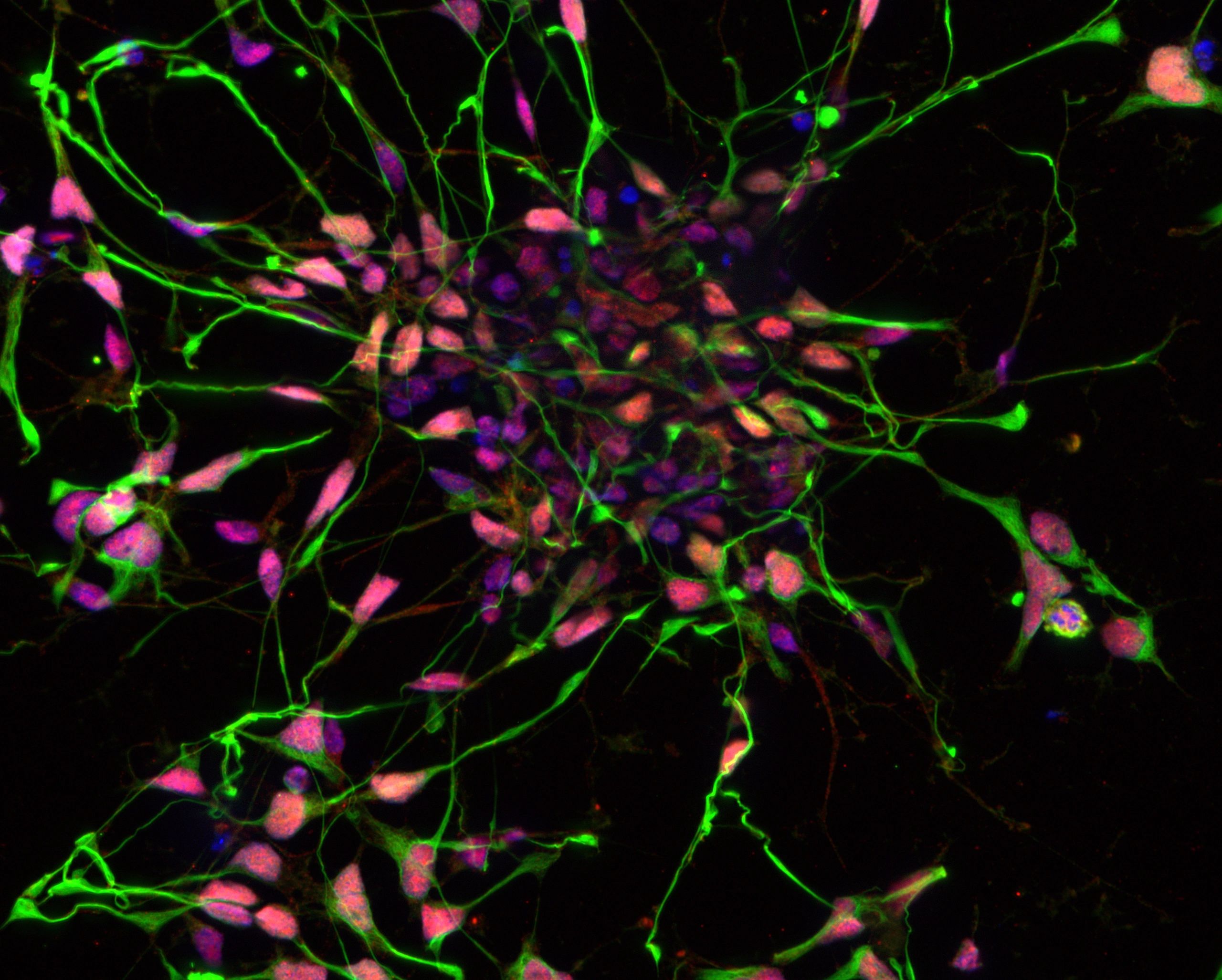 InVitro Cell Research