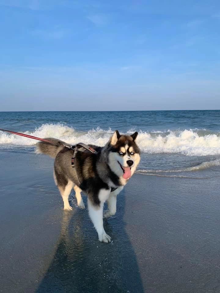 RoyalHuskyKingdom - Siberian Husky, Siberian Husky, Breeder