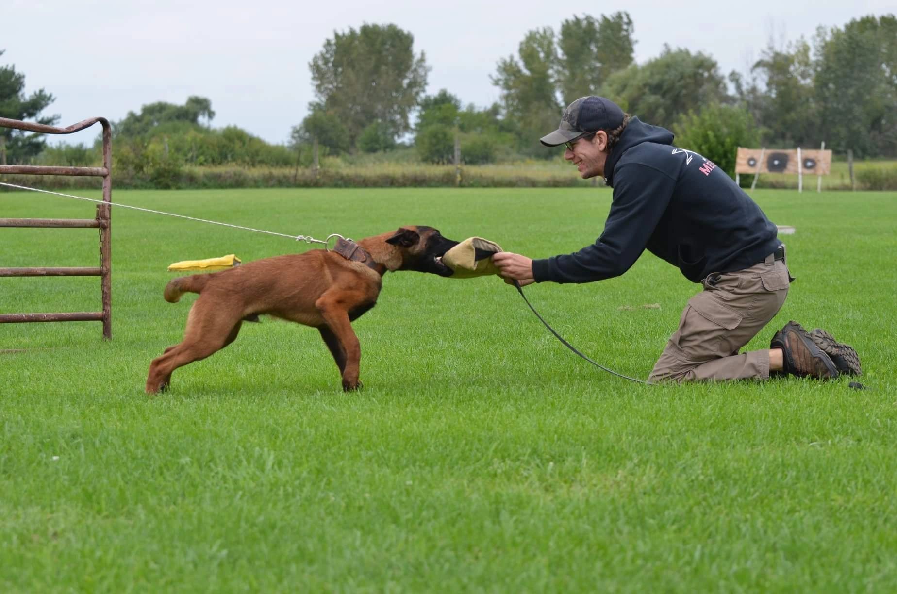 Dog Training - MeierK9