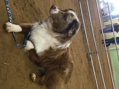 Shooting Stars Ranch - Toy Aussie, Mini Aussie | Shooting Stars Ranch