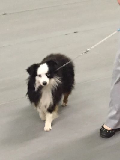Shooting Stars Ranch - Australian Shepherd, Mini Aussie, Toy Aussie ...